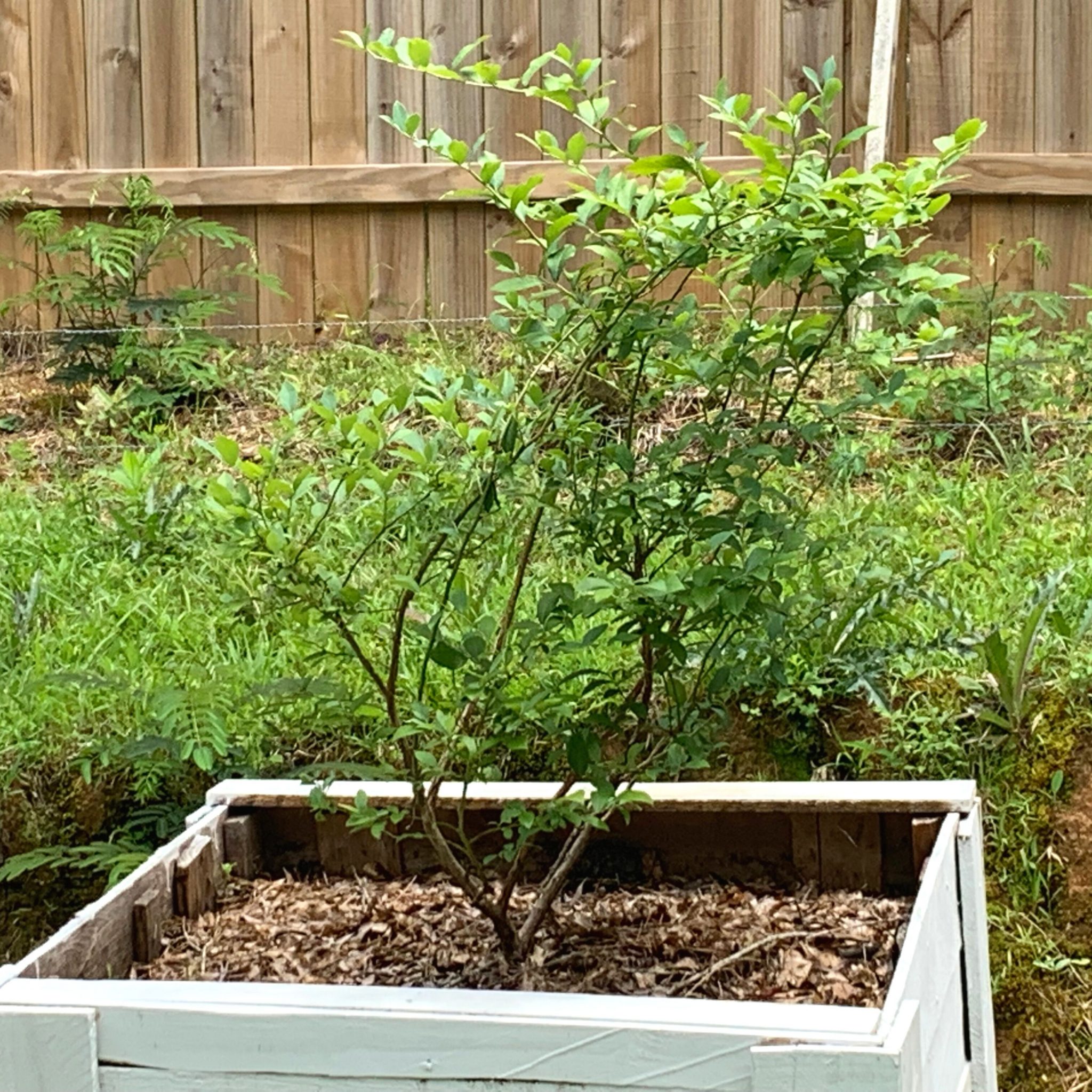 How to Grow Blueberries in Containers - Countryside